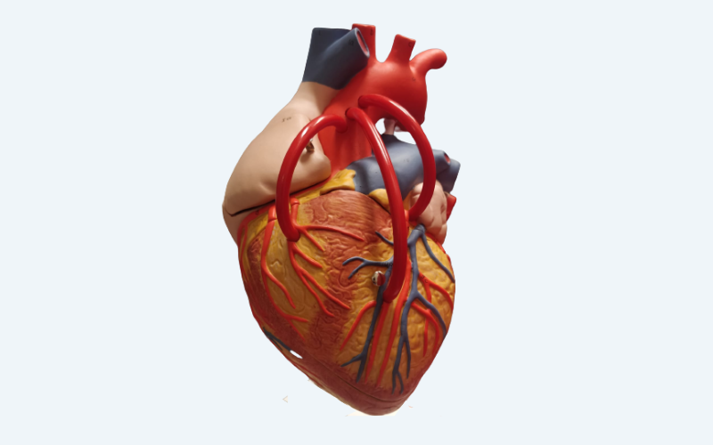 Coronary Artery Bypass Graft CABG Heart Surgeon UK JR Hospital